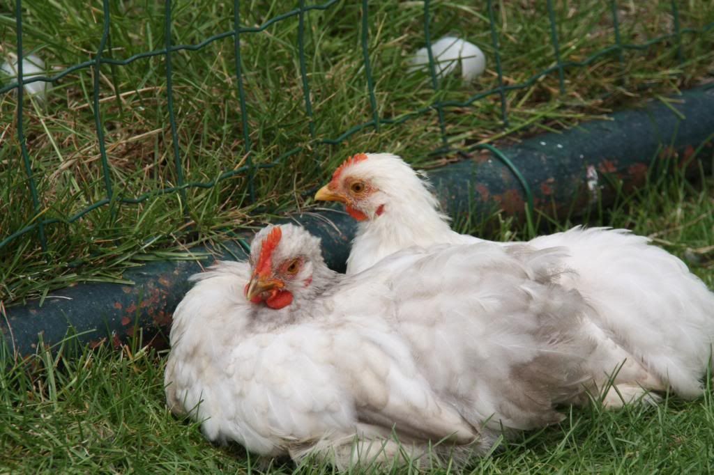 Haan of hen cochin kriel van april - Kippenforum.nl