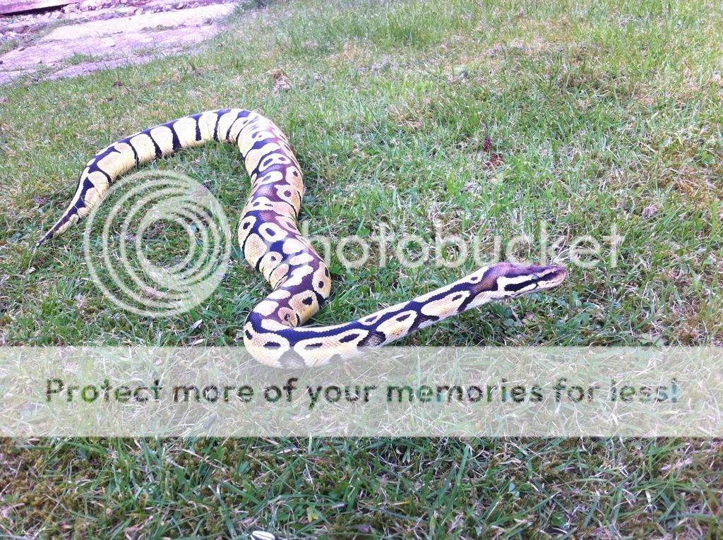 Royal Python In The Grass! | Reptile Forums