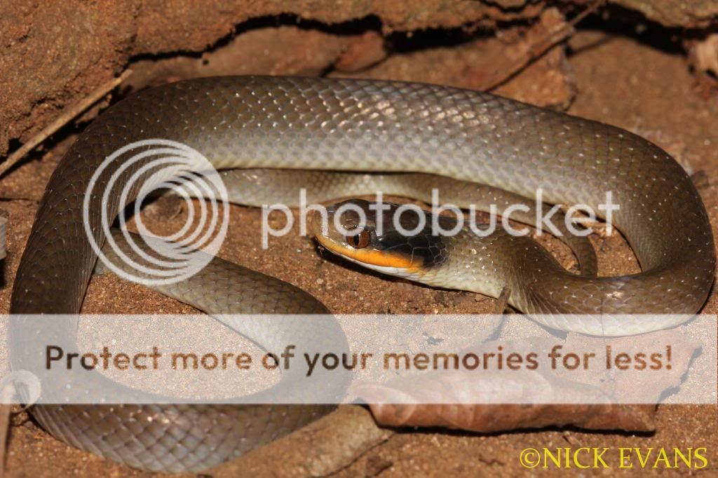 More Reptiles and Amphibians from Zululand,South Africa - Field Herp Forum