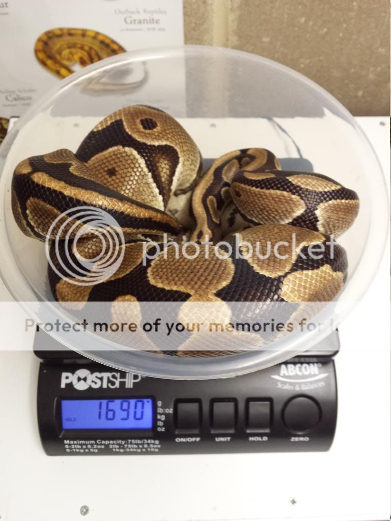 SE England - 1690g Proven Female Royal Python | Reptile Forums