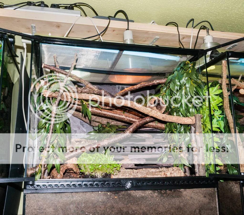 Constructing a Slate Rete | Reptile Forums