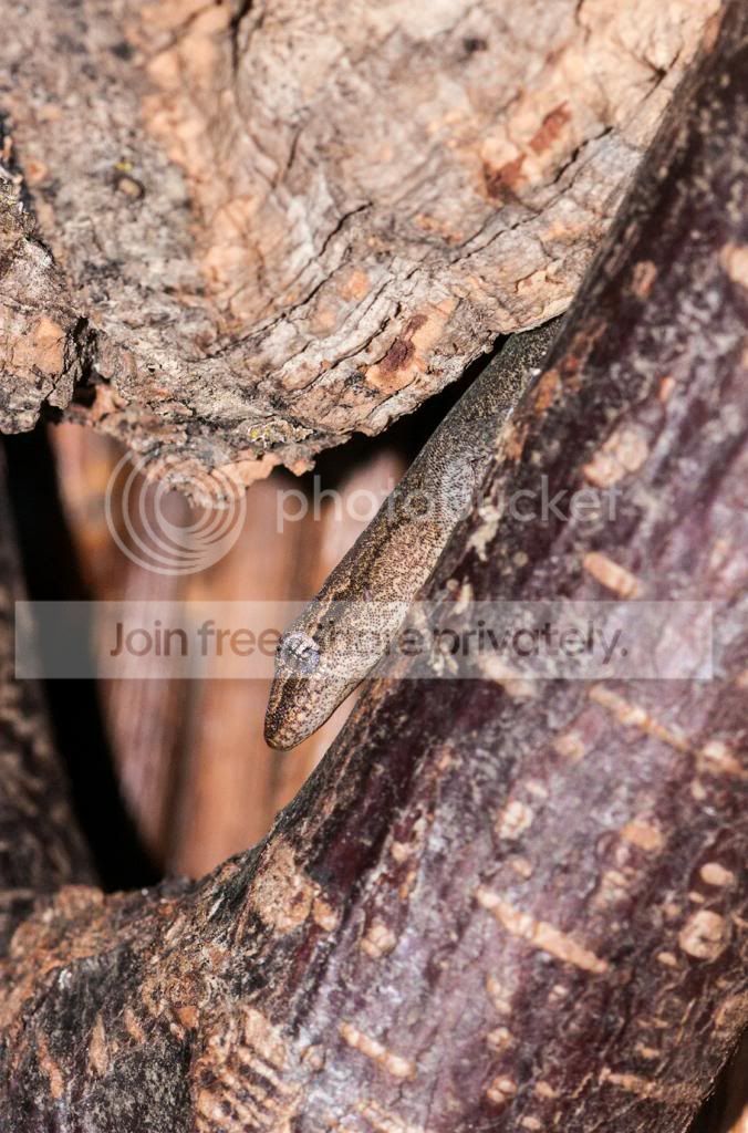 SW England - mourning geckos (Lepidodactylus lugubris) for sale ...