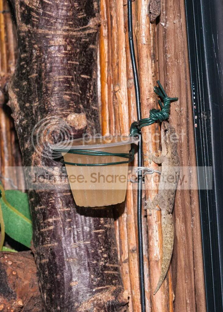SW England - mourning geckos (Lepidodactylus lugubris) for sale ...