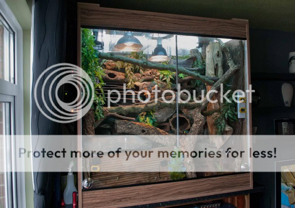 Pictures of everyones vivariums, lets create ideas and support | Page ...